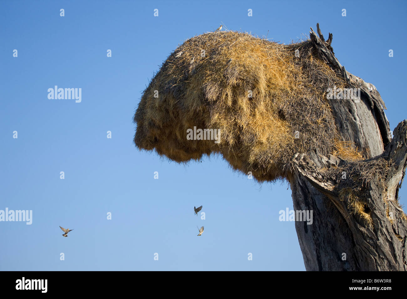 Sociable weavers at the nest hi-res stock photography and images - Alamy