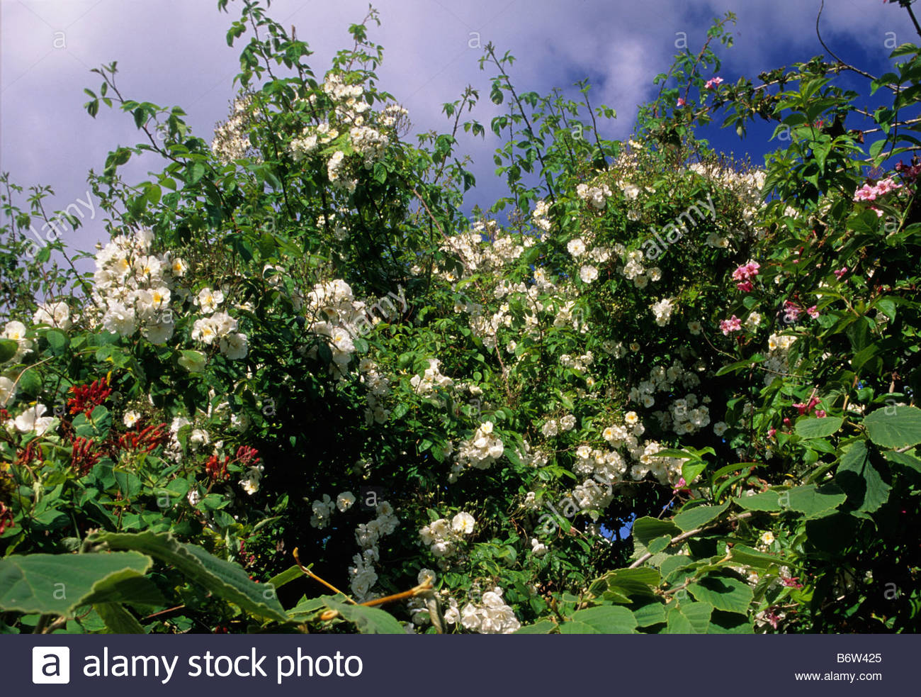 Kiftsgate Rose Stock Photos & Kiftsgate Rose Stock Images - Alamy