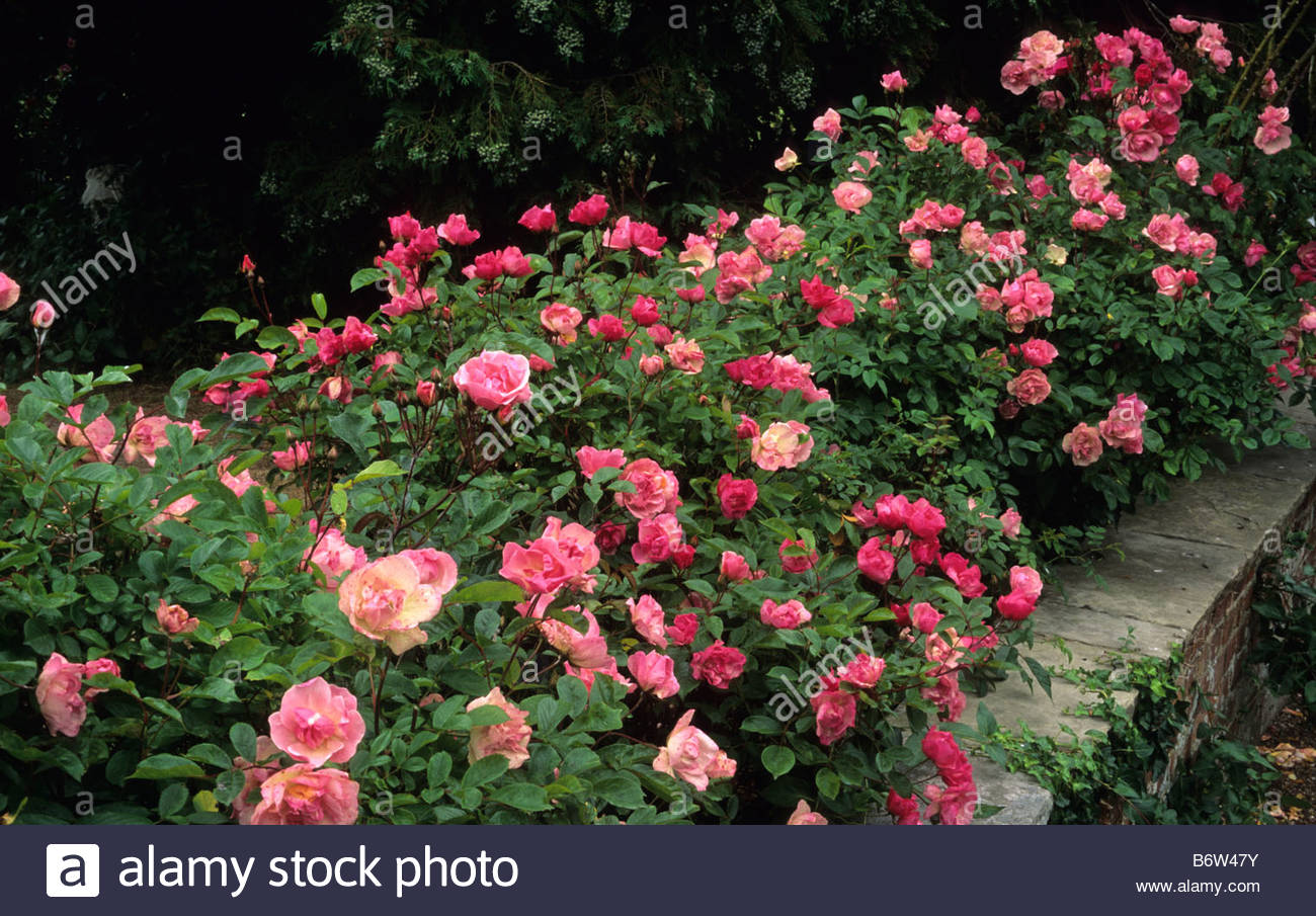 Rosa Nathalie Nypels Stock Photos & Rosa Nathalie Nypels Stock Images ...