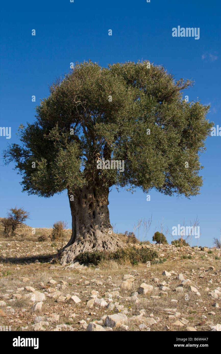 Ancient Olive tree. Landscape og the fields and farms of the Troodos ...