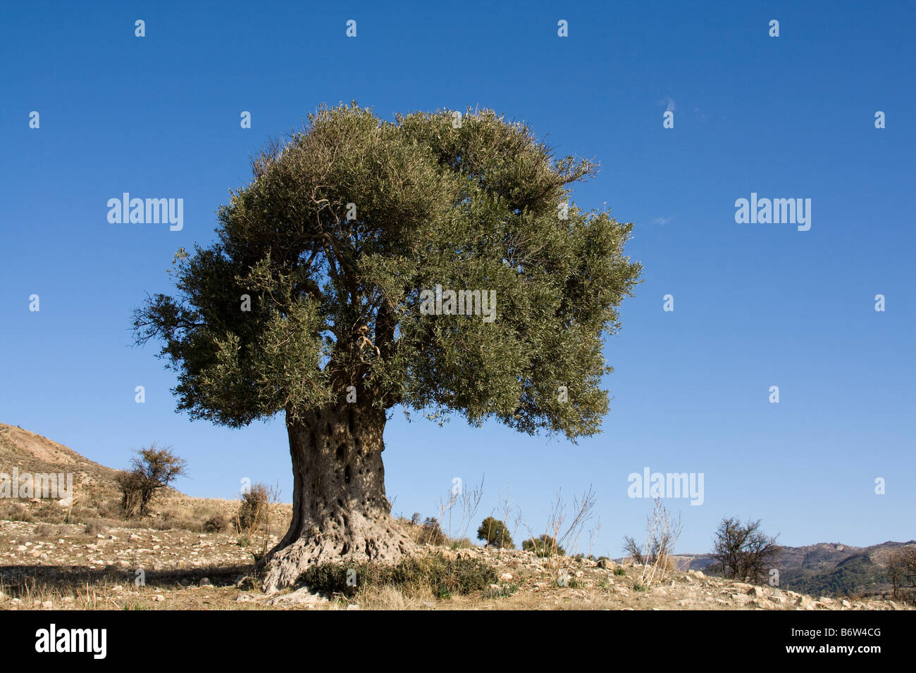 Ancient Olive tree in the fields and farms in the Troodos Mountains ...