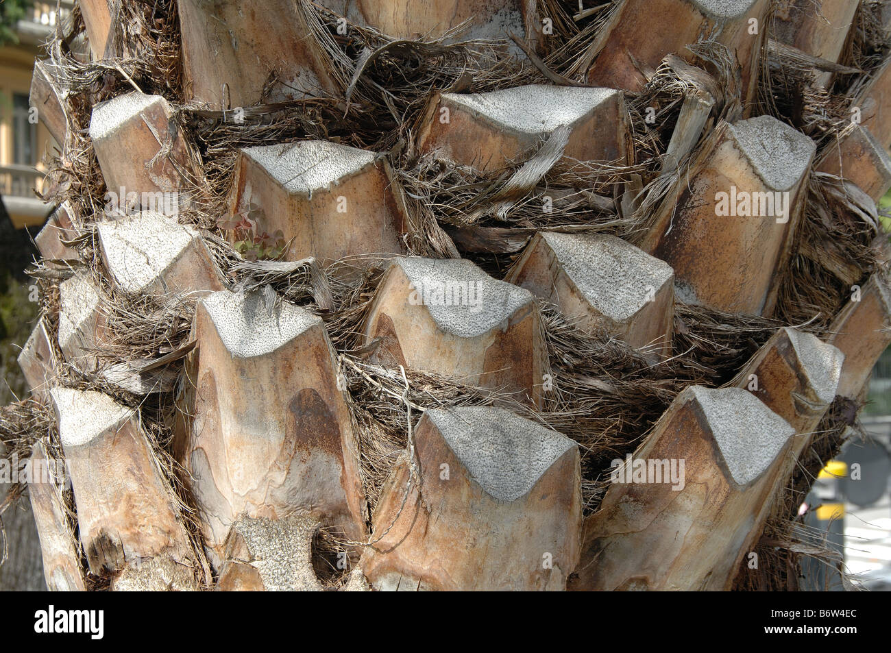 Palm tree cut hi-res stock photography and images - Alamy