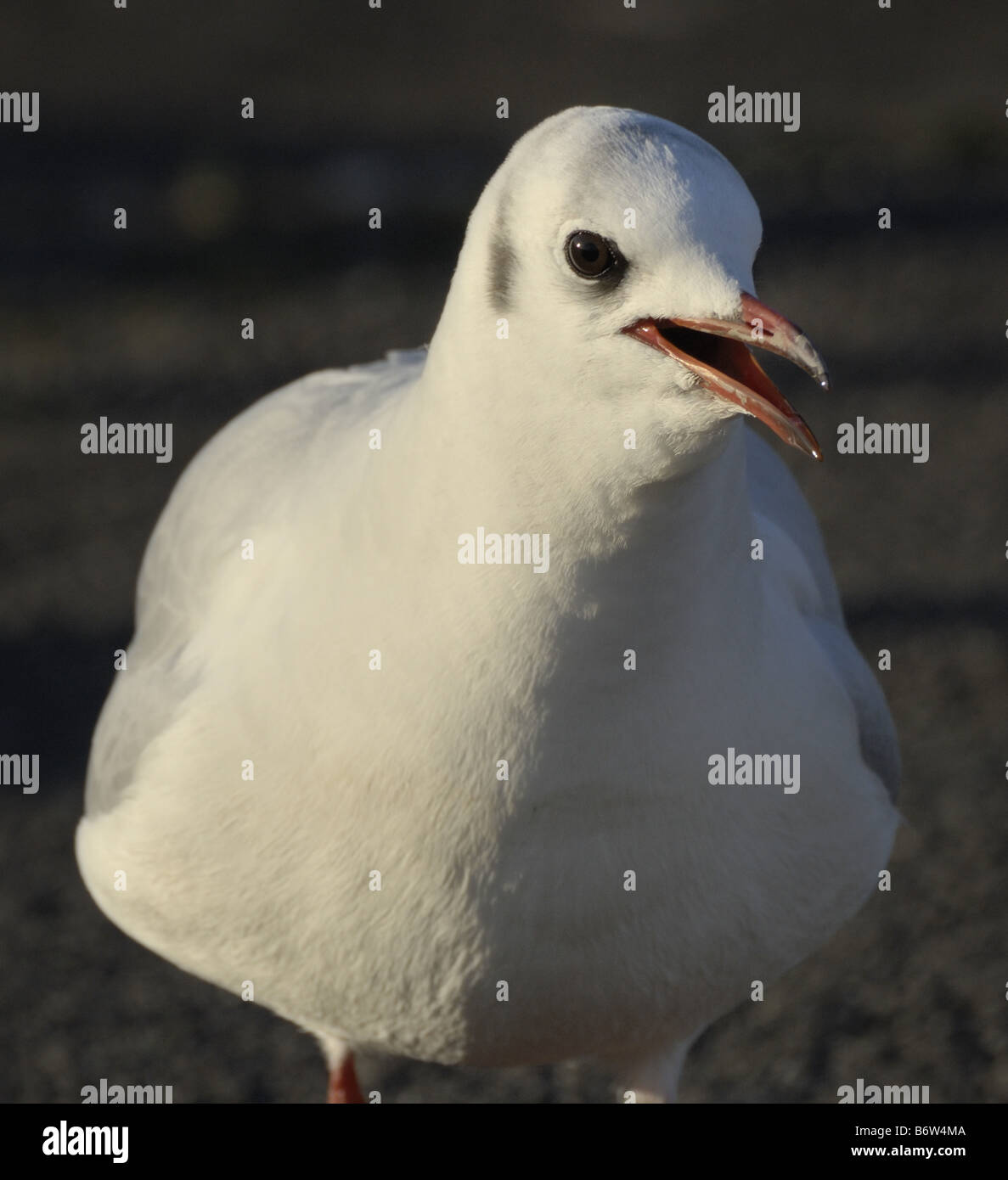 common gull head detail Stock Photo - Alamy