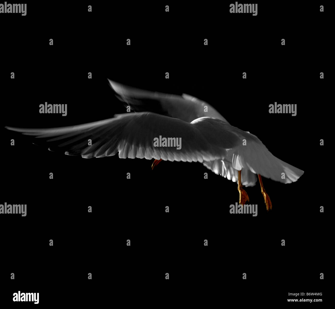 common gull flying Stock Photo - Alamy