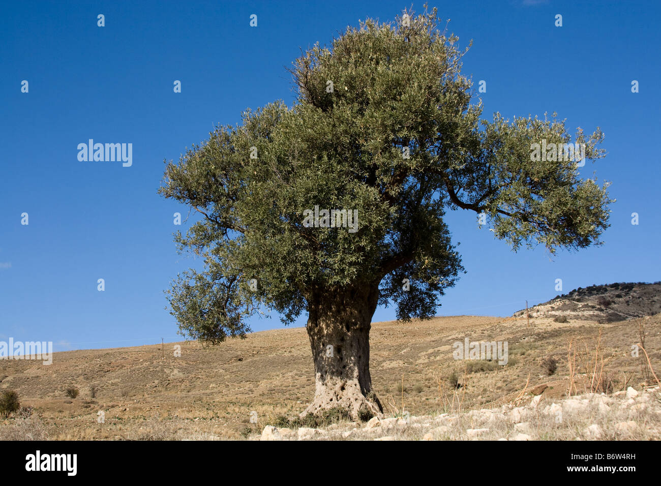 Ancient Olive tree in the fields and farms in the Troodos Mountains ...