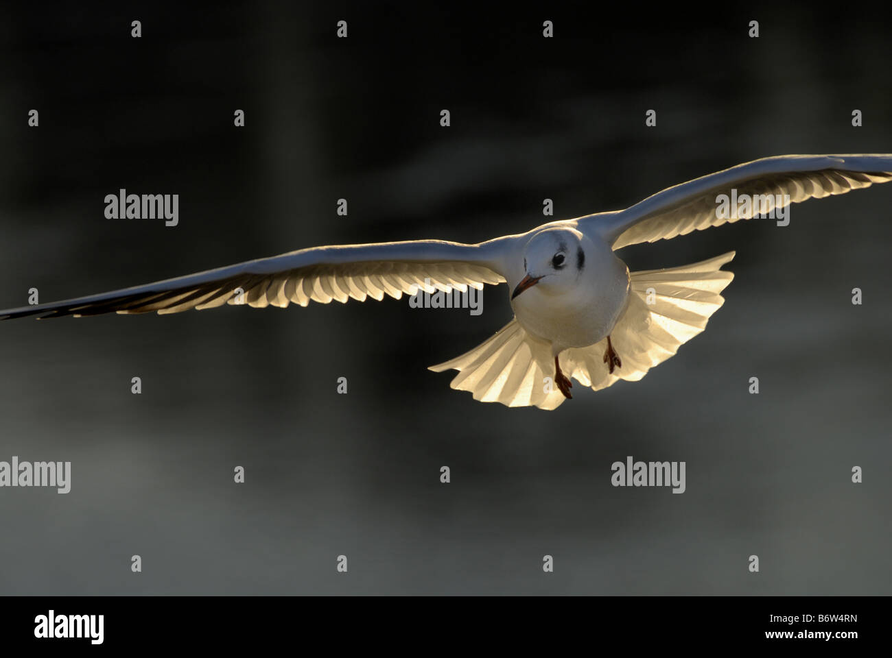 Flying on back hi-res stock photography and images - Alamy