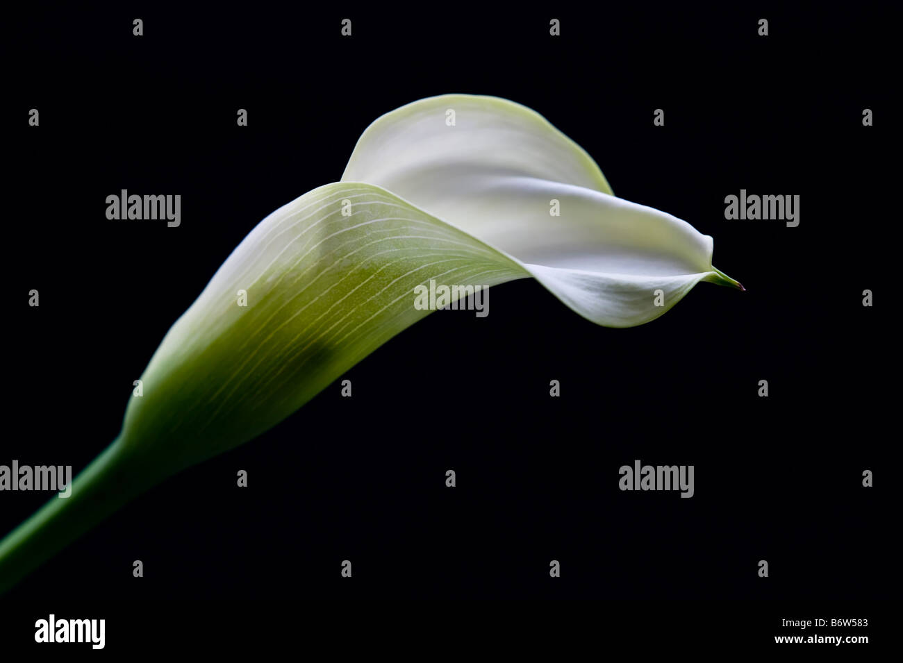 calla lily on black background Stock Photo - Alamy