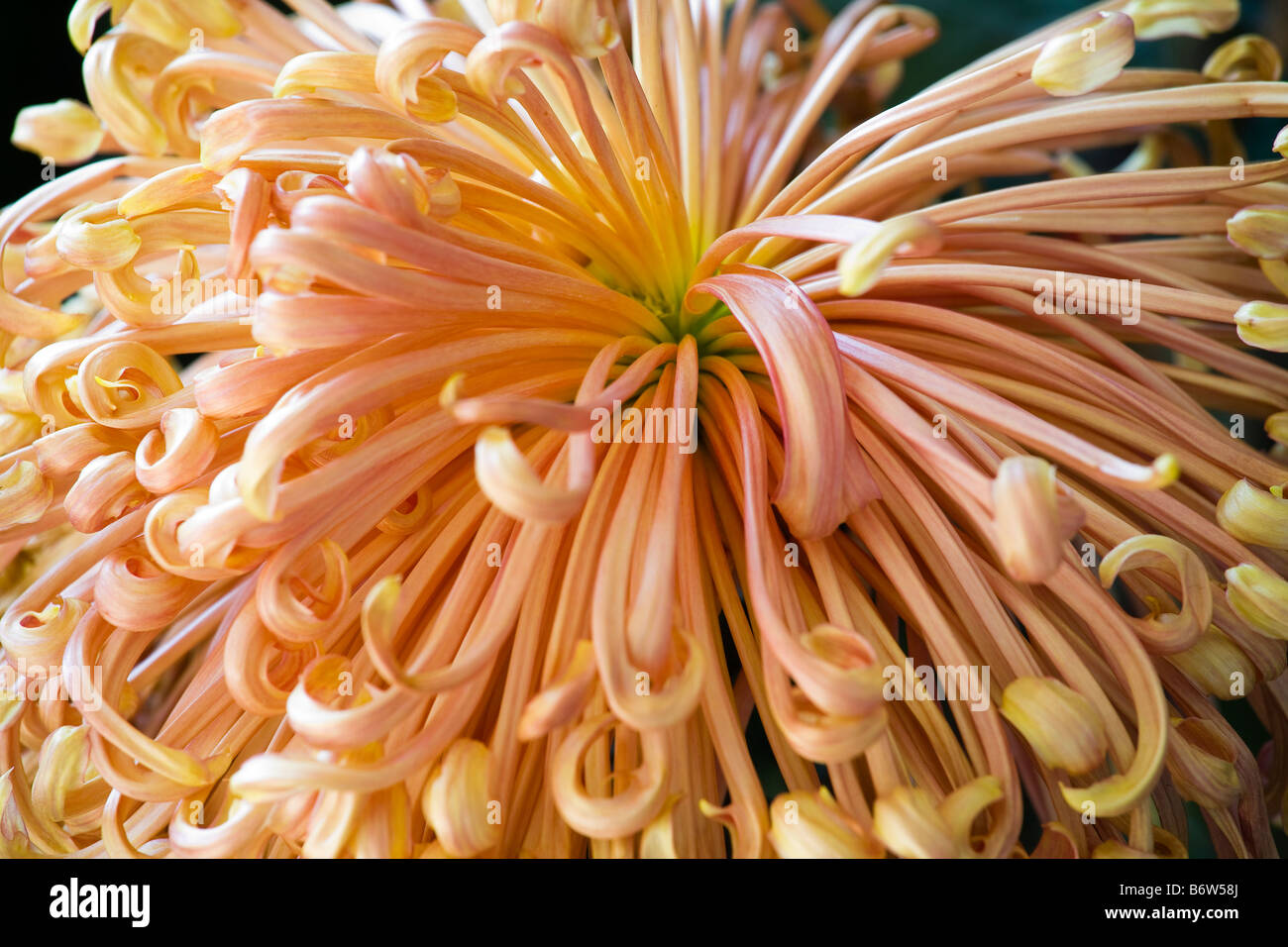 Image chrysanthemum hi-res stock photography and images - Alamy