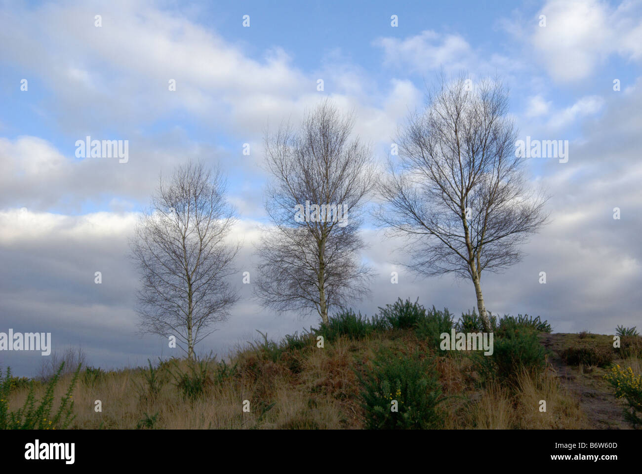 Birch trees in Dorset Stock Photo - Alamy