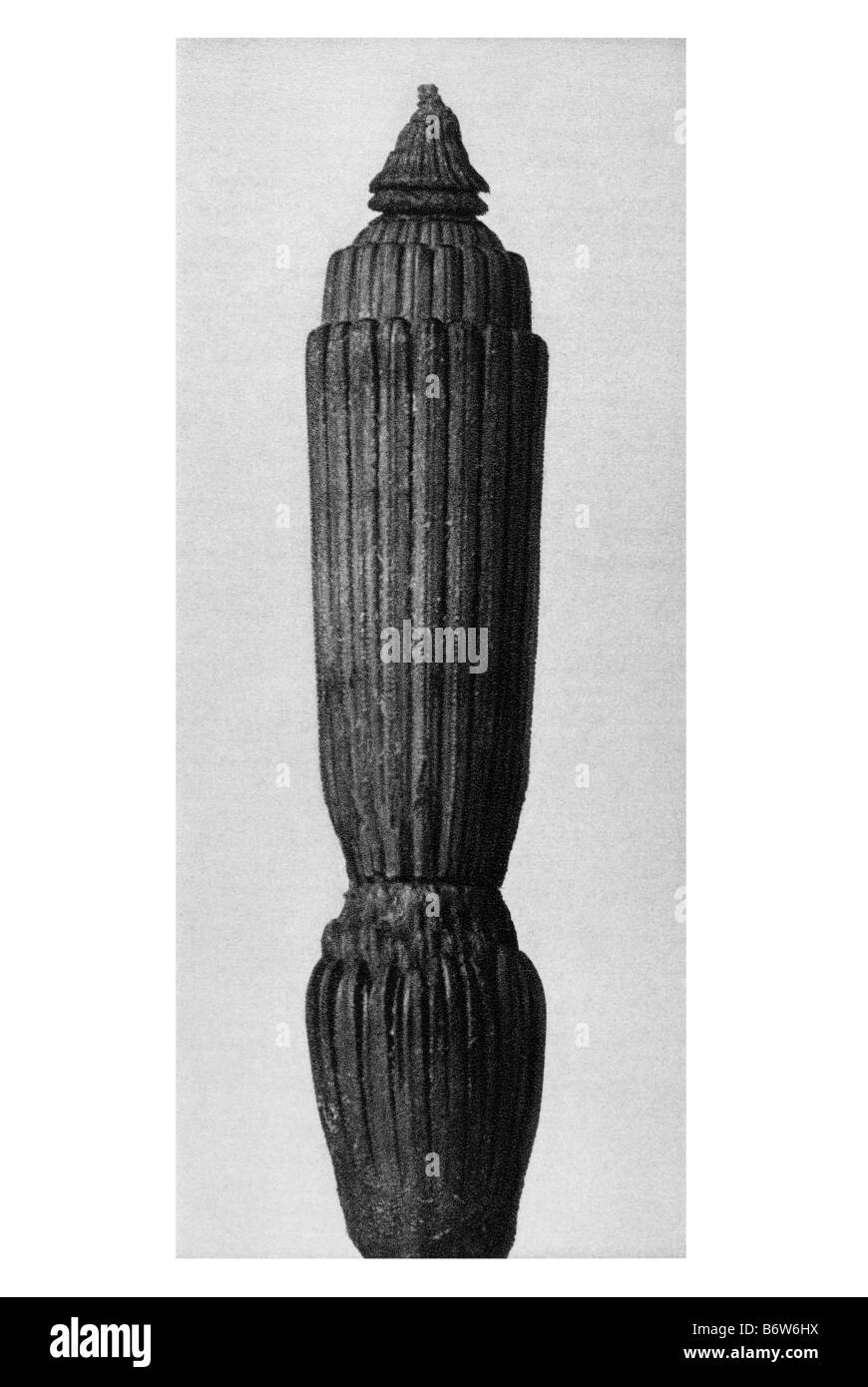 Horsetail detail Cut Out Stock Images & Pictures - Alamy
