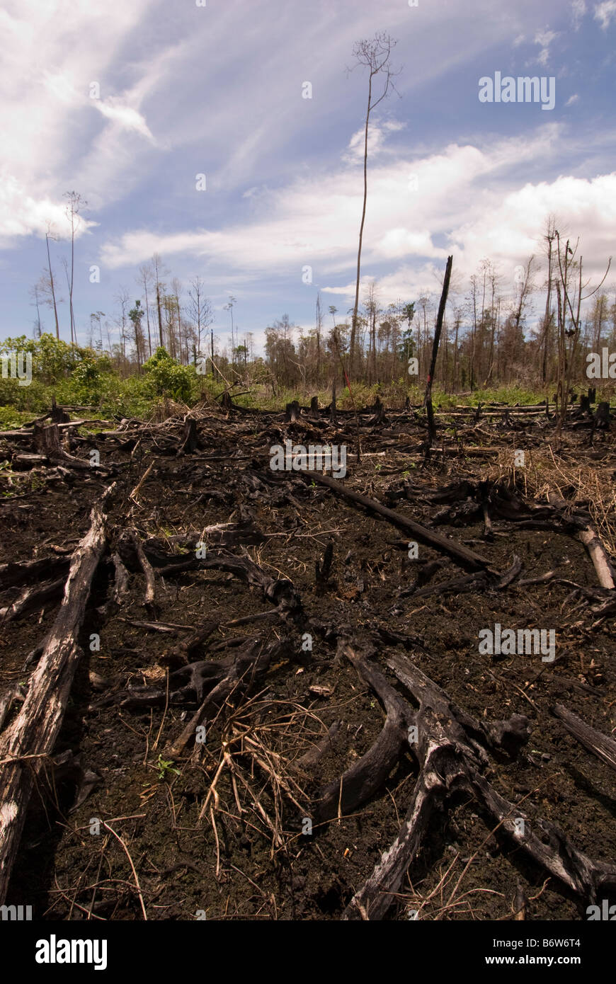 Deforestation hi-res stock photography and images - Alamy