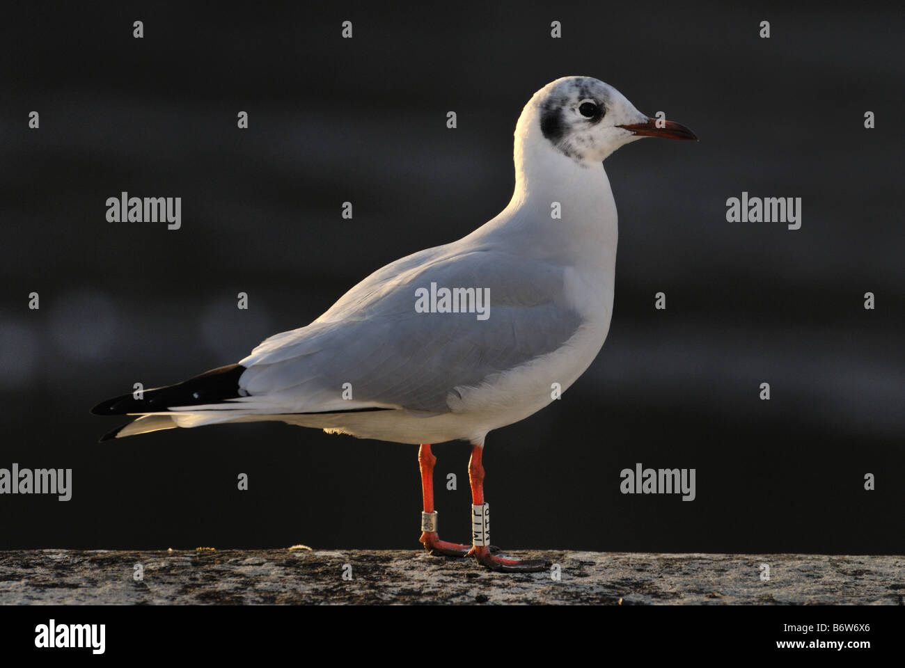 Backlit bird hi-res stock photography and images - Alamy