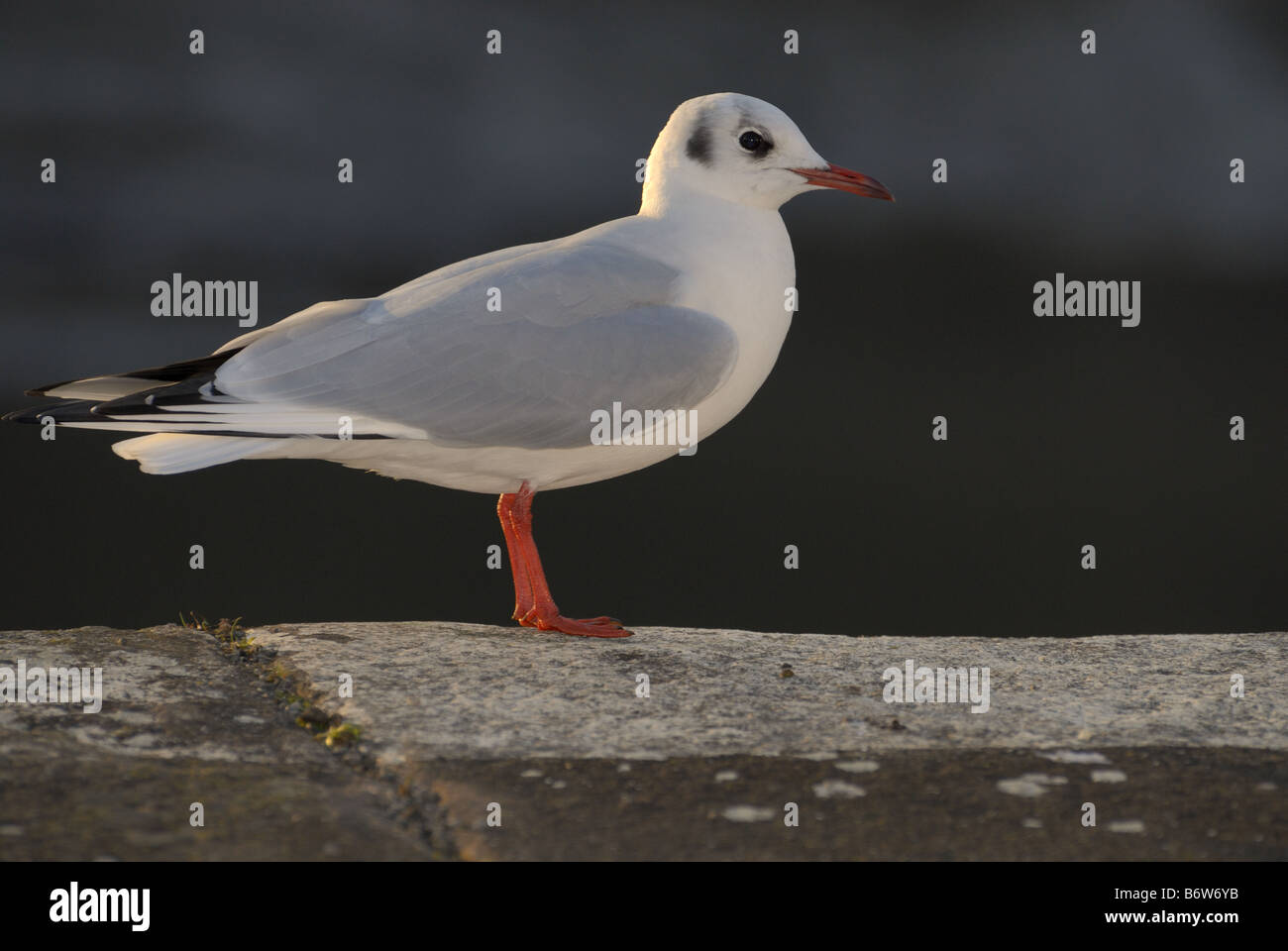 Backlit bird hi-res stock photography and images - Alamy