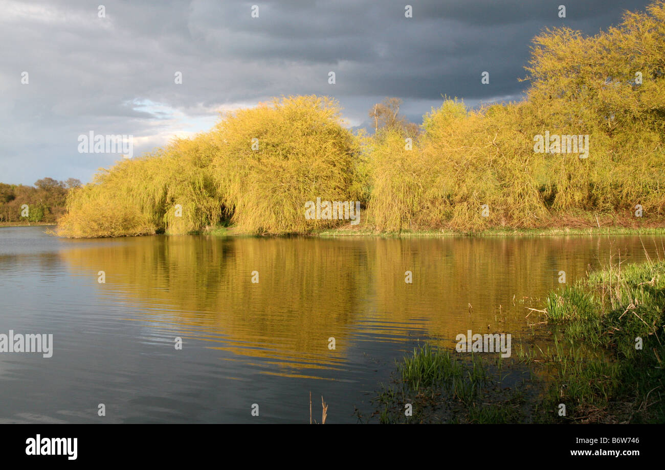 Willow trees reflection Stock Photo - Alamy