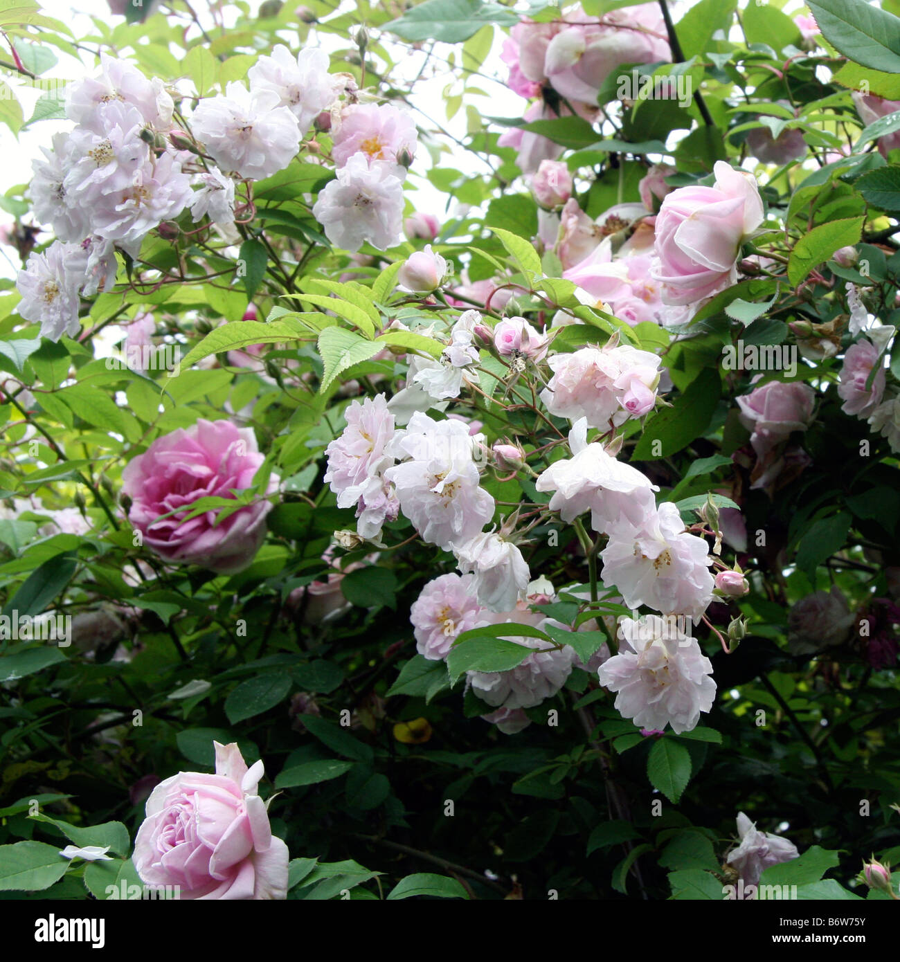 Old fashioned pale pink roses growing in a garden in Scotland Stock ...