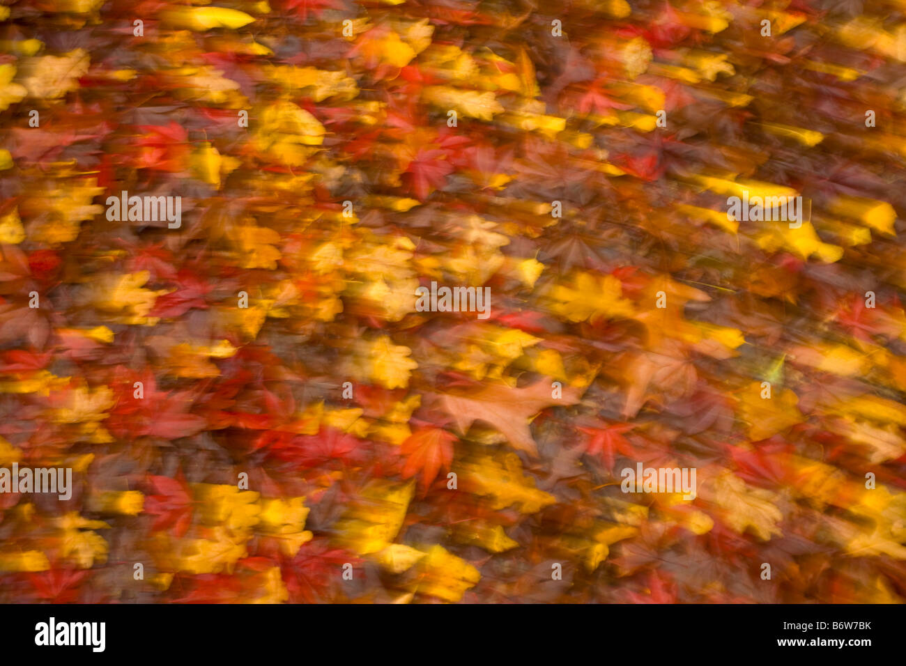 Movement effect with autumnal leaves in reds and yellows Stock Photo ...