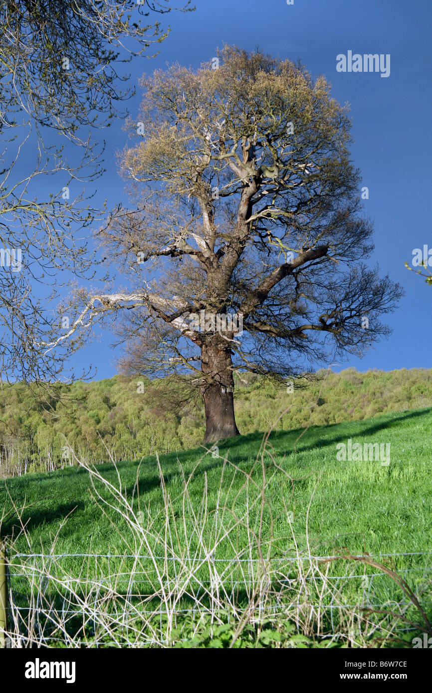 Magnificent single tree hi-res stock photography and images - Alamy