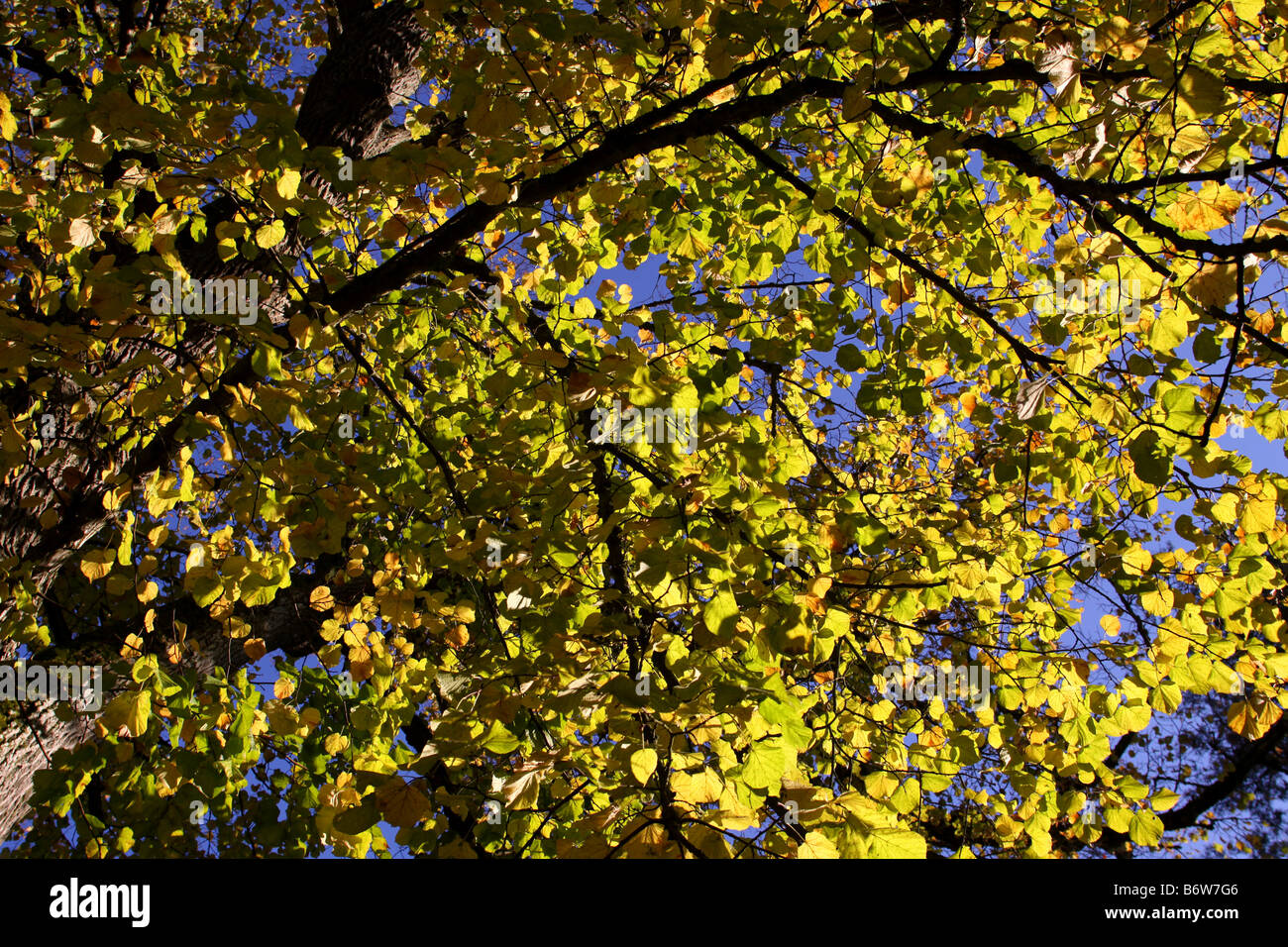 Beech tree silhouette hi-res stock photography and images - Alamy