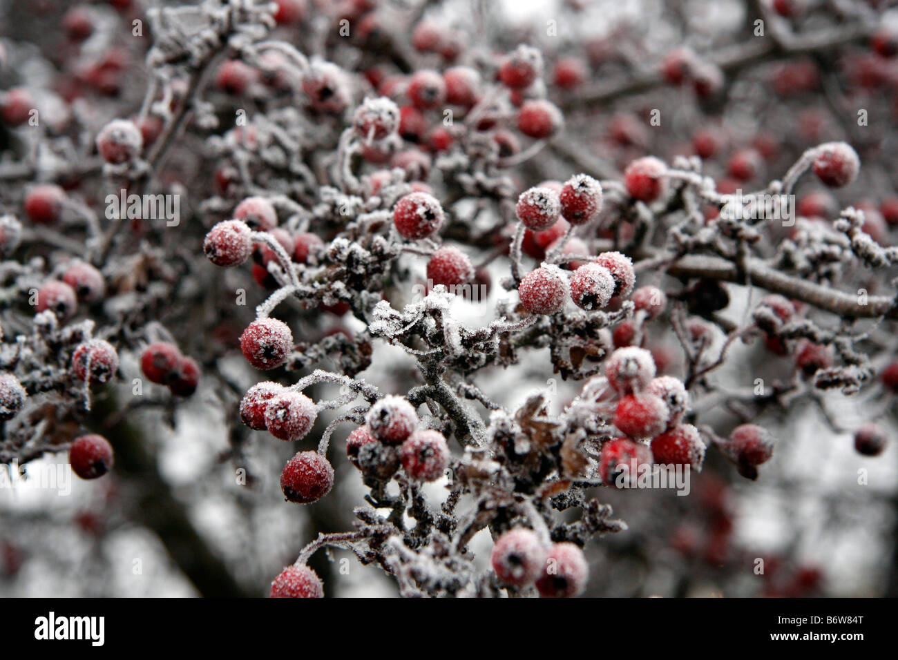 Frost covered hawthorn berries Stock Photo - Alamy