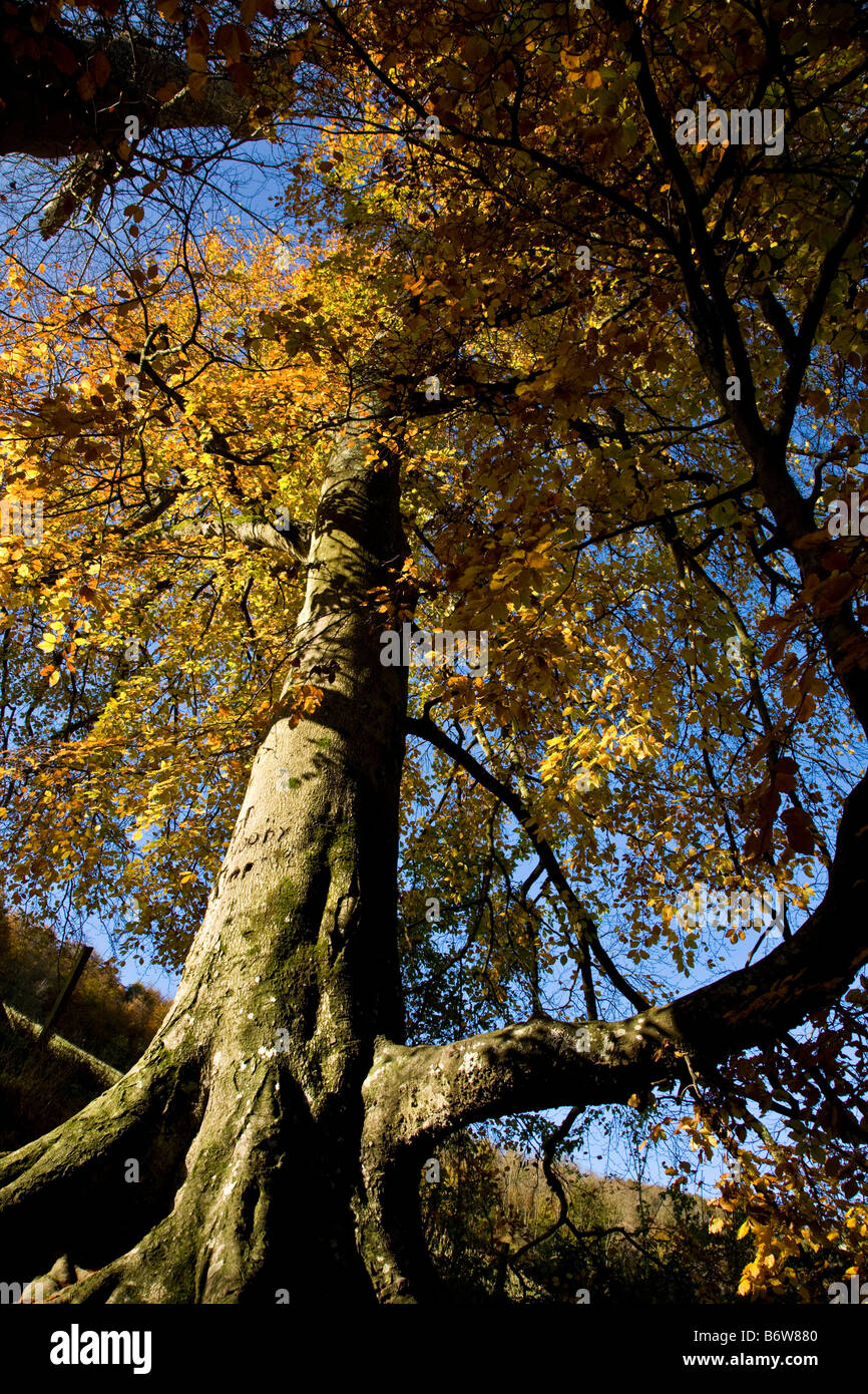Large beech tree hi-res stock photography and images - Alamy