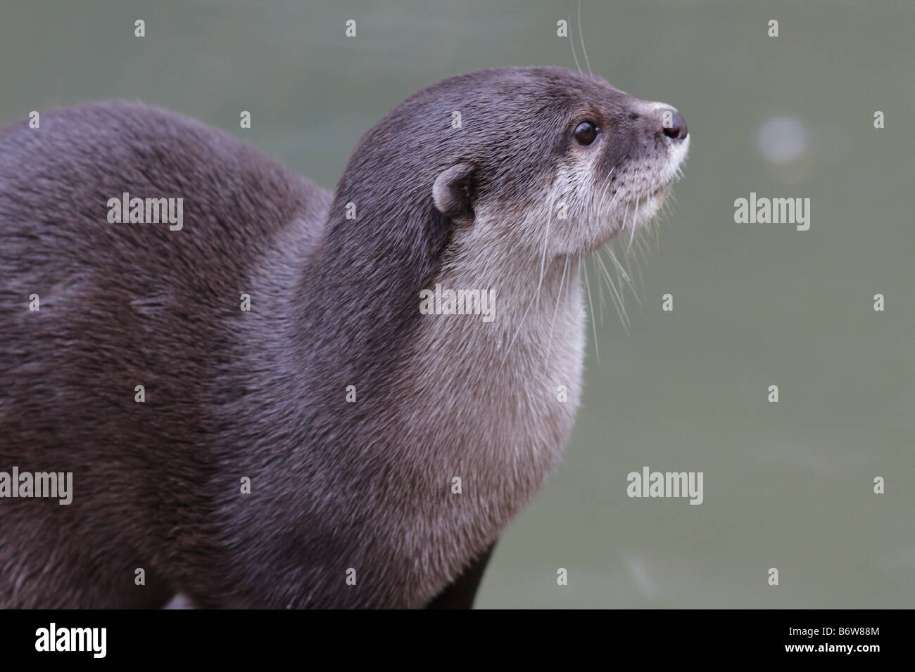 Otter profile hi-res stock photography and images - Alamy
