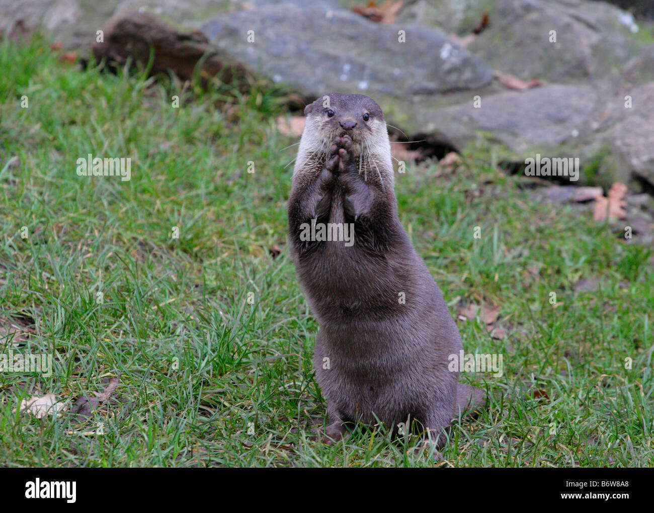 Otter Standing on hind legs Stock Photo - Alamy