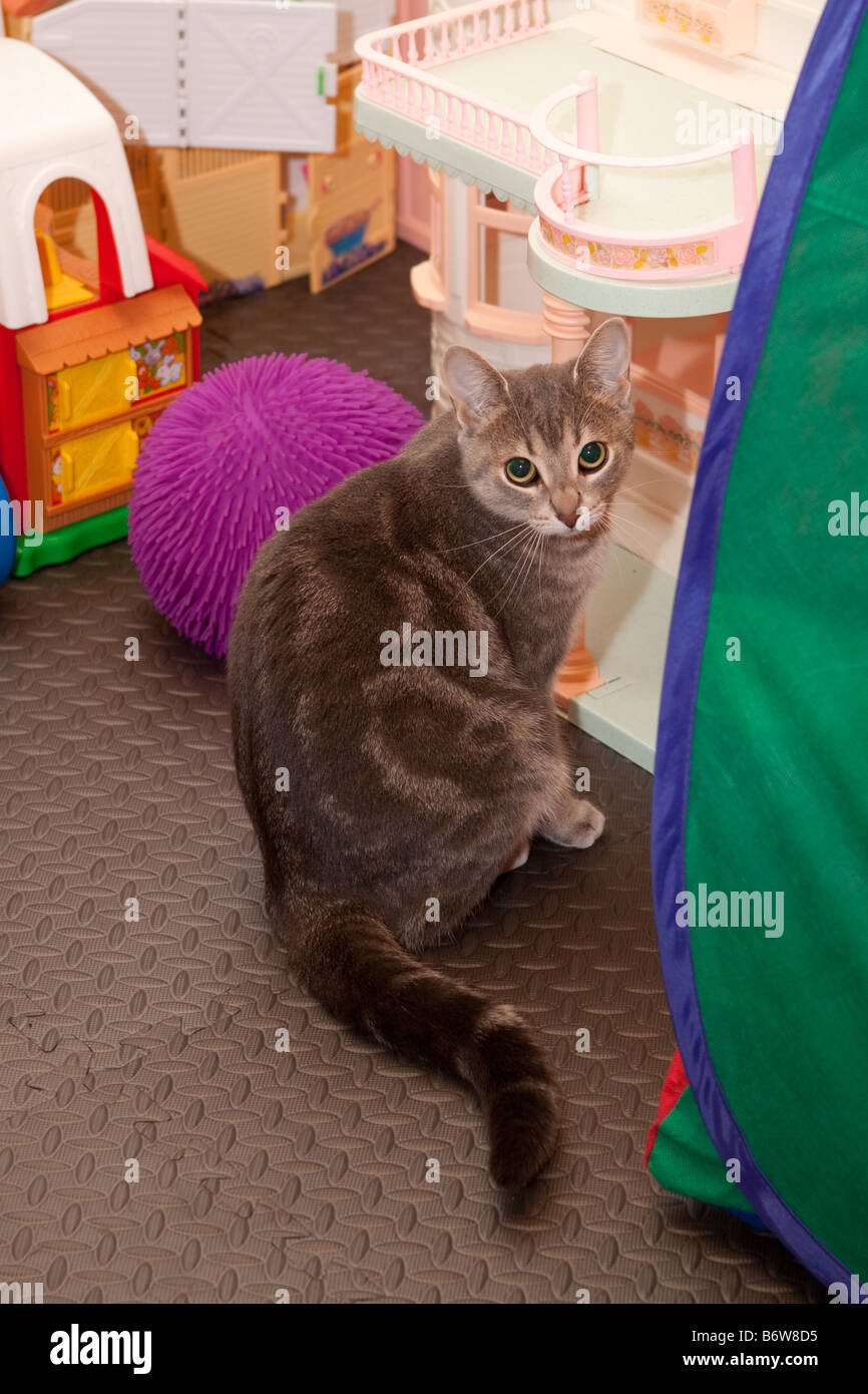 Cat in a playroom Stock Photo - Alamy