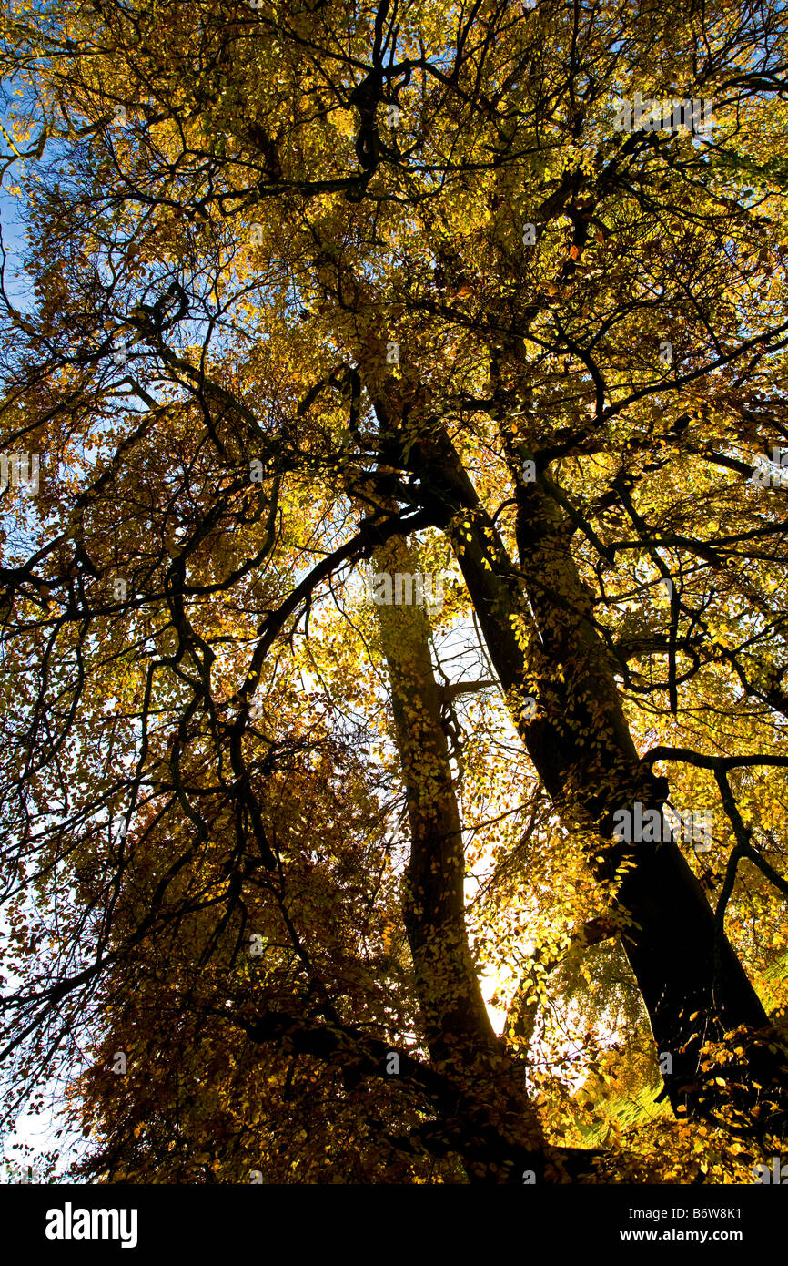 Very large beech hi-res stock photography and images - Alamy
