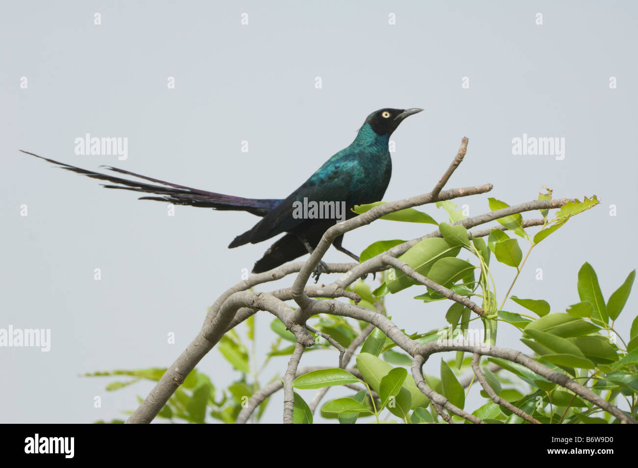 Long tailed glossy starling lamprotornis caudatus hi-res stock ...