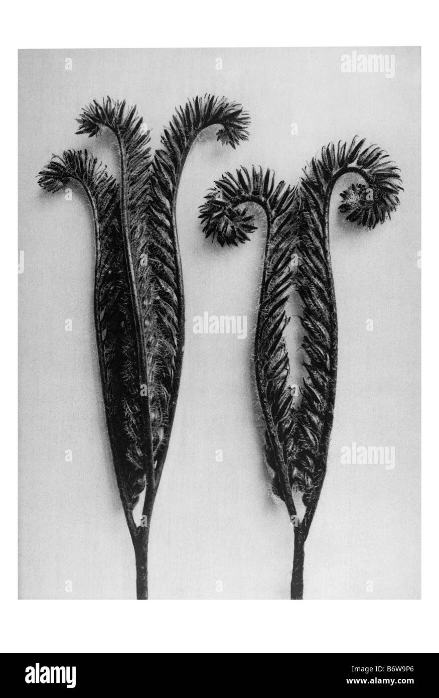 Close up wild field Cut Out Stock Images & Pictures - Alamy