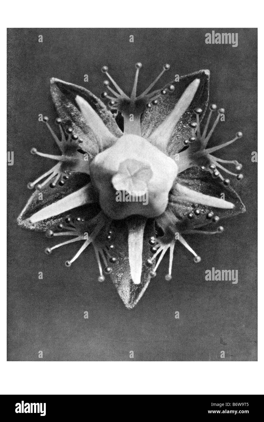 Grass photograph Black and White Stock Photos & Images - Alamy