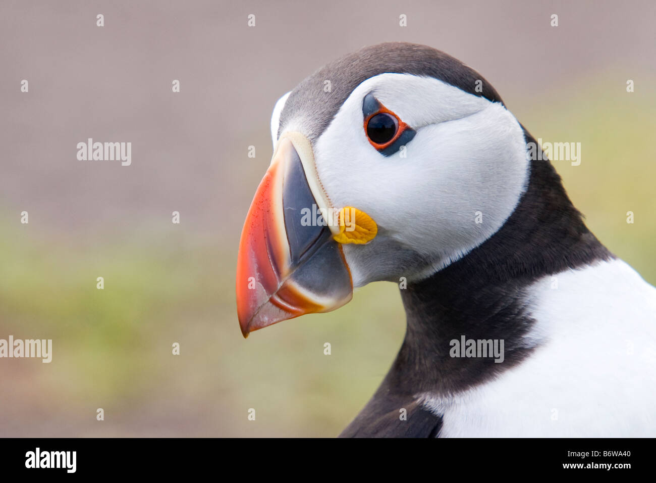Sad puffin hi-res stock photography and images - Alamy
