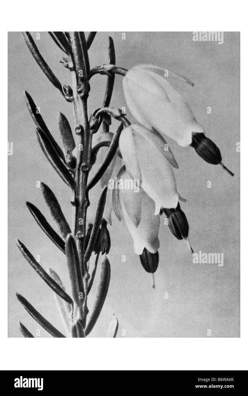 Plain heath hi-res stock photography and images - Alamy