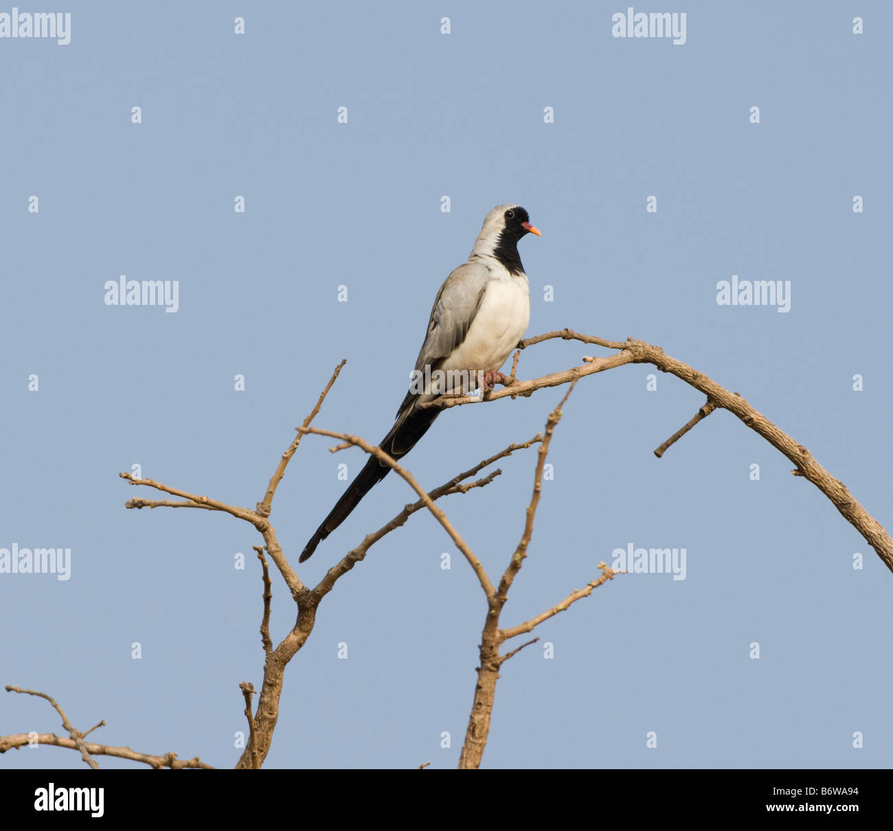 Namaqua Dove Oena capensis WILD Stock Photo - Alamy