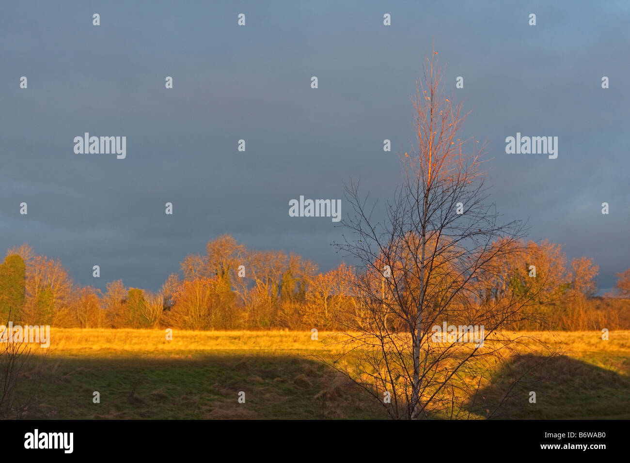 Sunrise over trees hi-res stock photography and images - Alamy