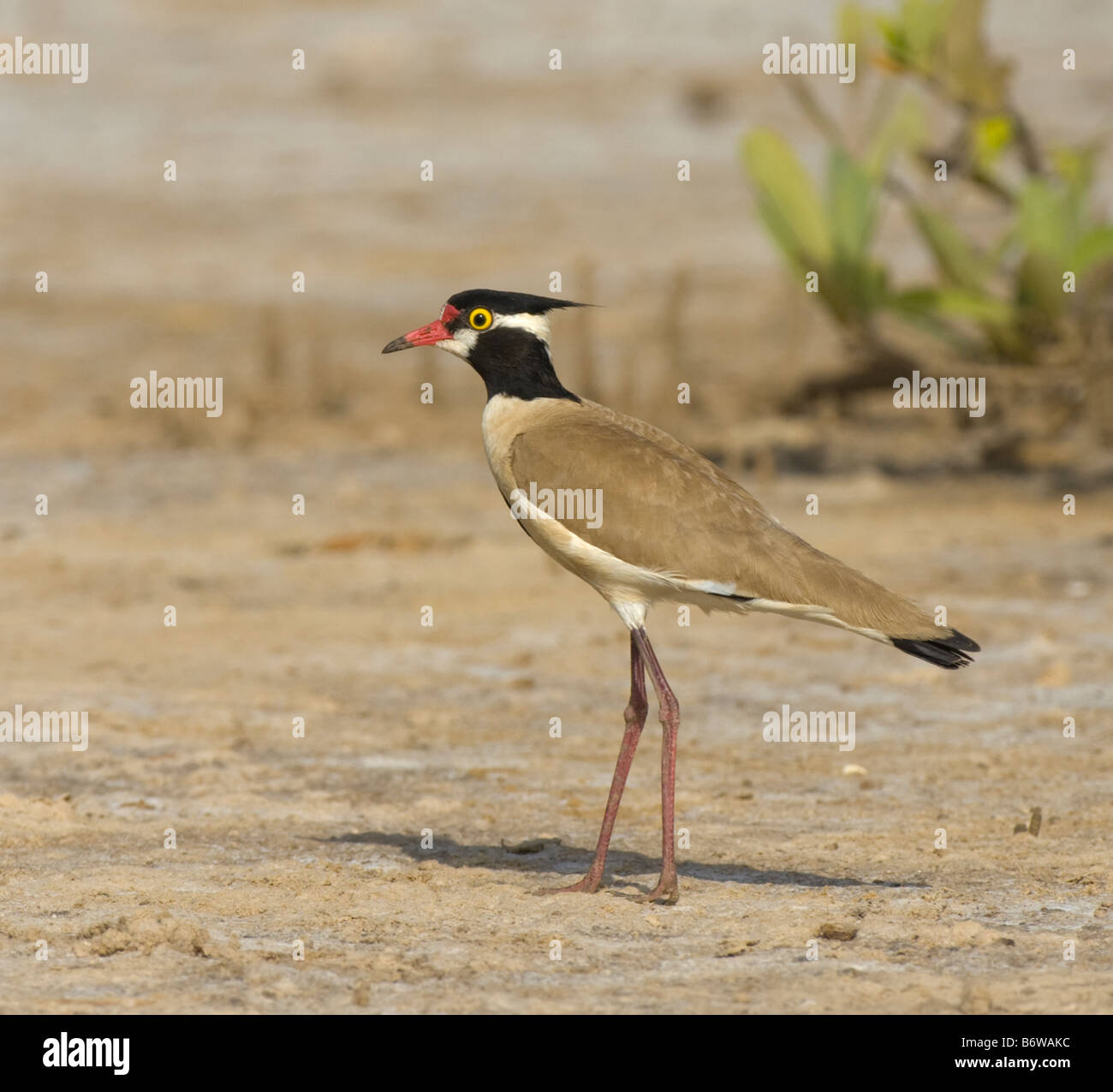 Vanellus tectus birds hi-res stock photography and images - Alamy