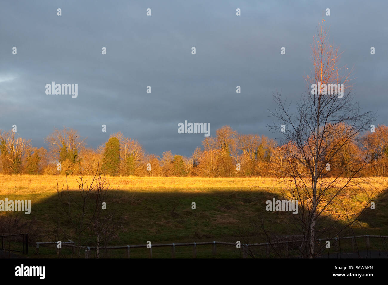 Sunrise over trees and yellow field Stock Photo - Alamy