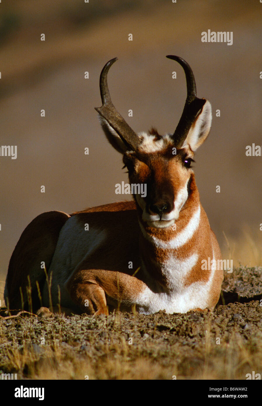 Pronghorn antelope lying down hi-res stock photography and images - Alamy