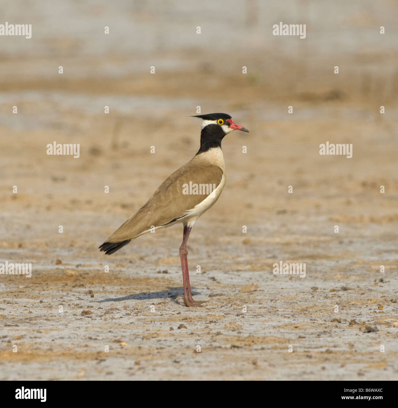 Vanellus tectus hi-res stock photography and images - Alamy