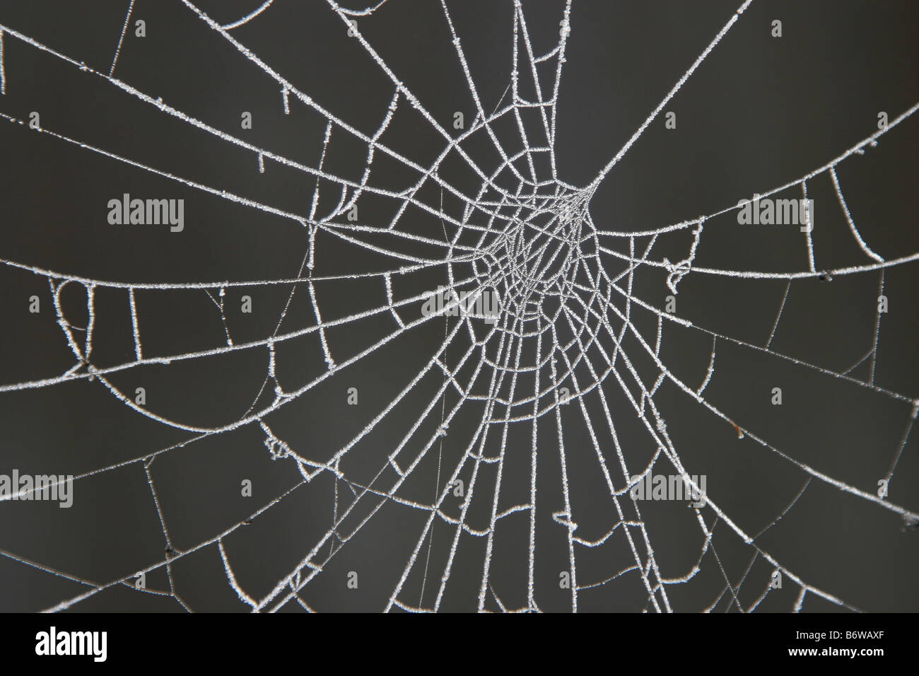 Cobweb covered in frost Stock Photo - Alamy