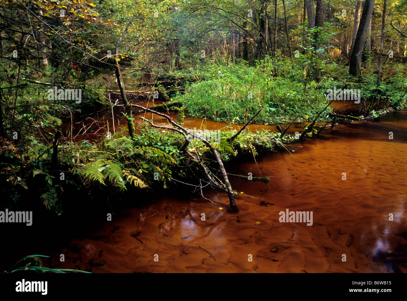 river in a forest Stock Photo - Alamy
