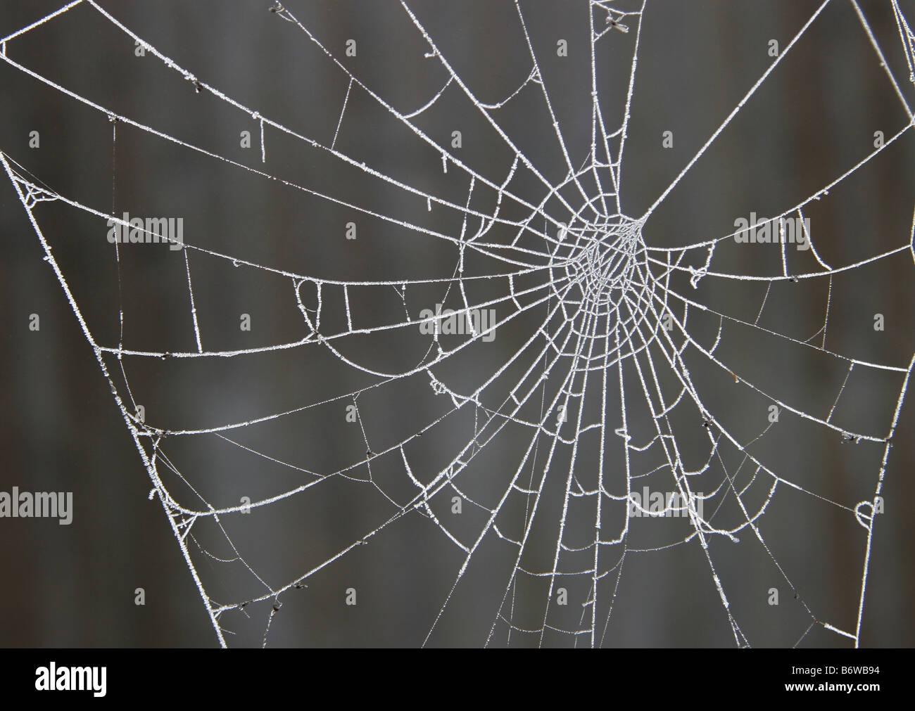 Cobweb covered in frost Stock Photo - Alamy