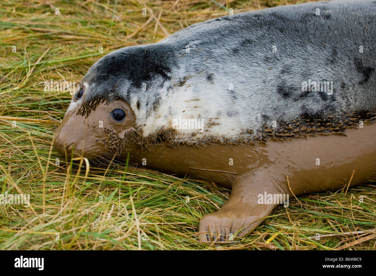 muddy grey seal halichoerus grypus pup Stock Photo - Alamy