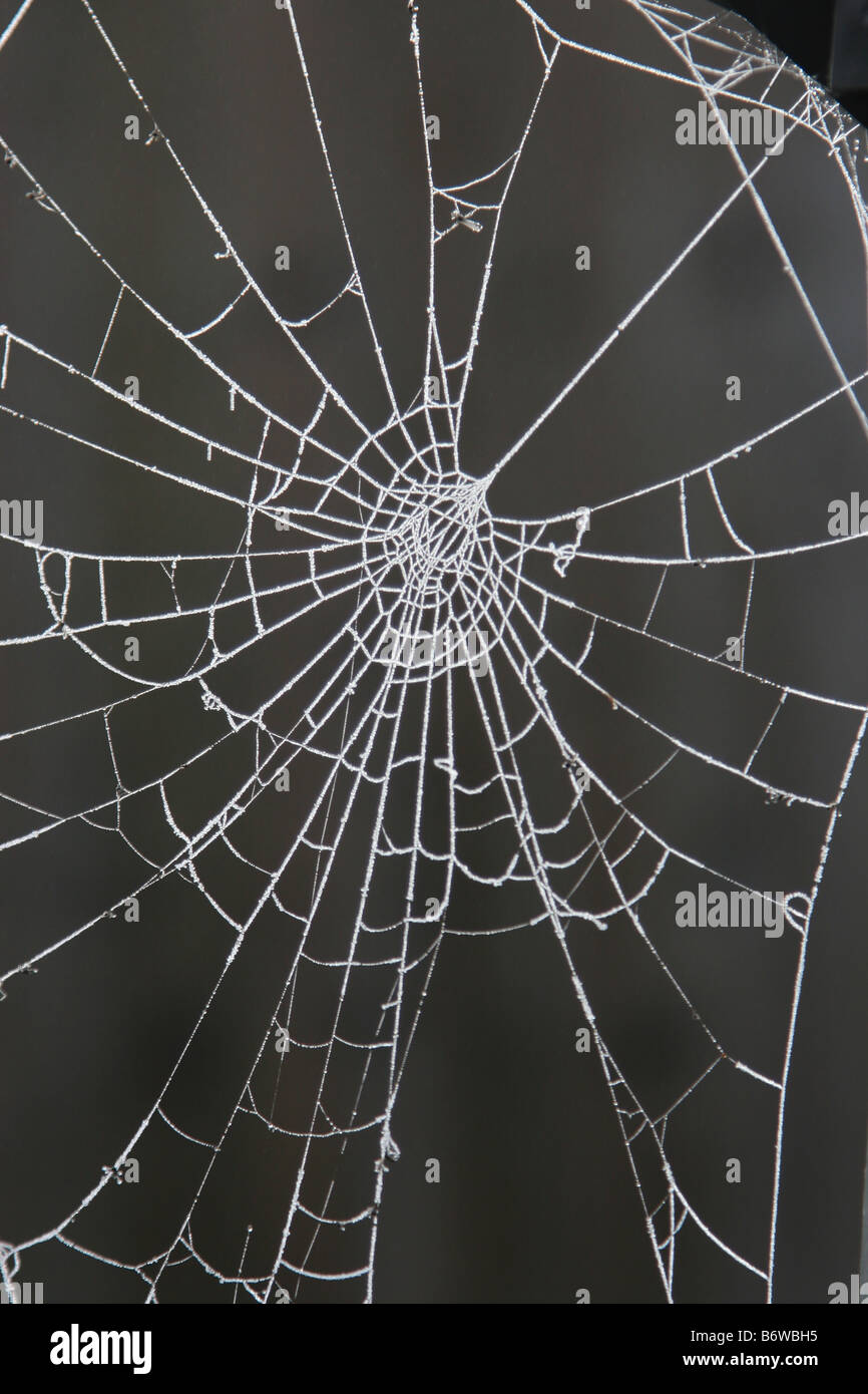 Cobweb covered in frost Stock Photo - Alamy