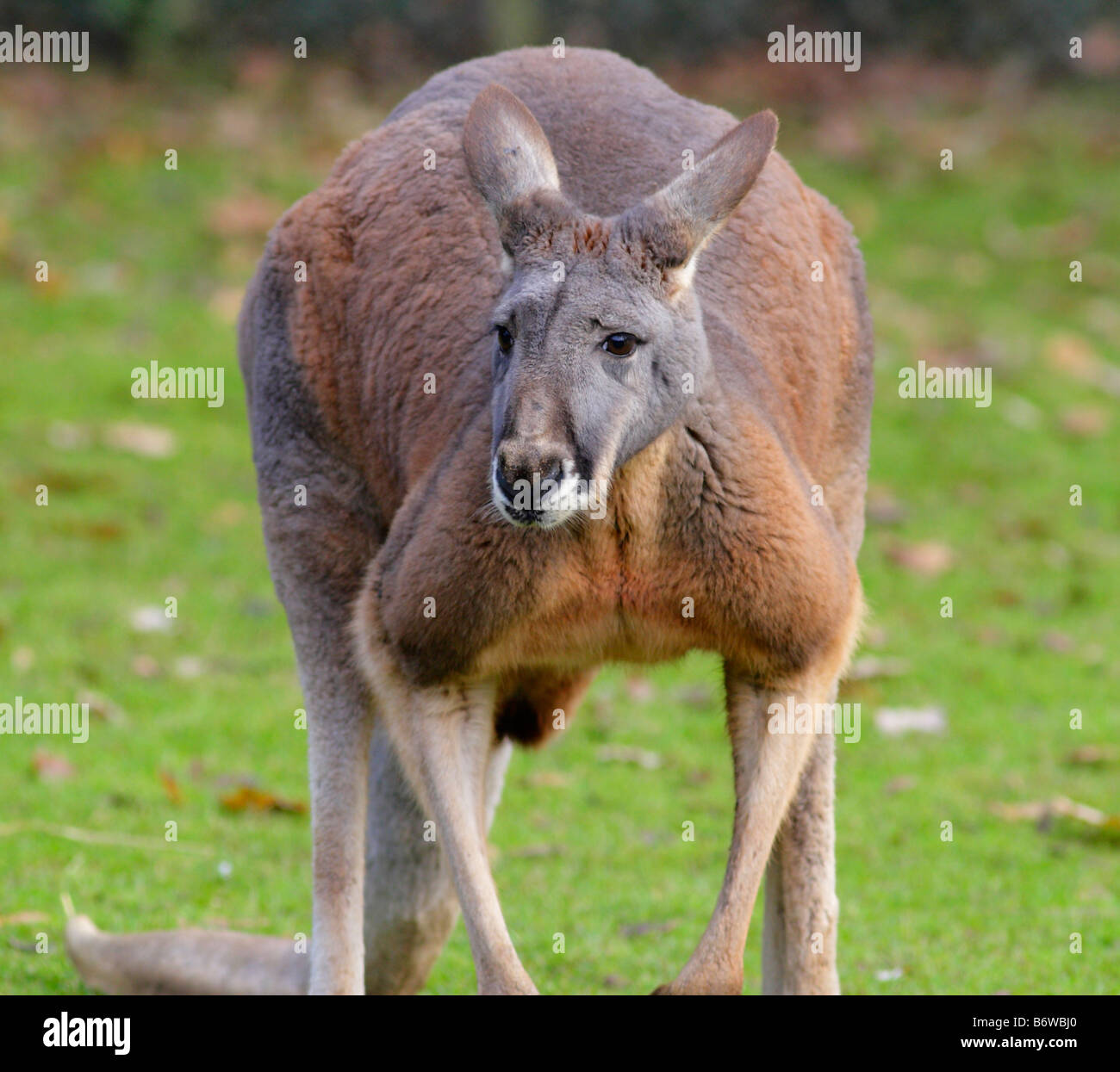 Red kangaroo australia hi-res stock photography and images - Alamy