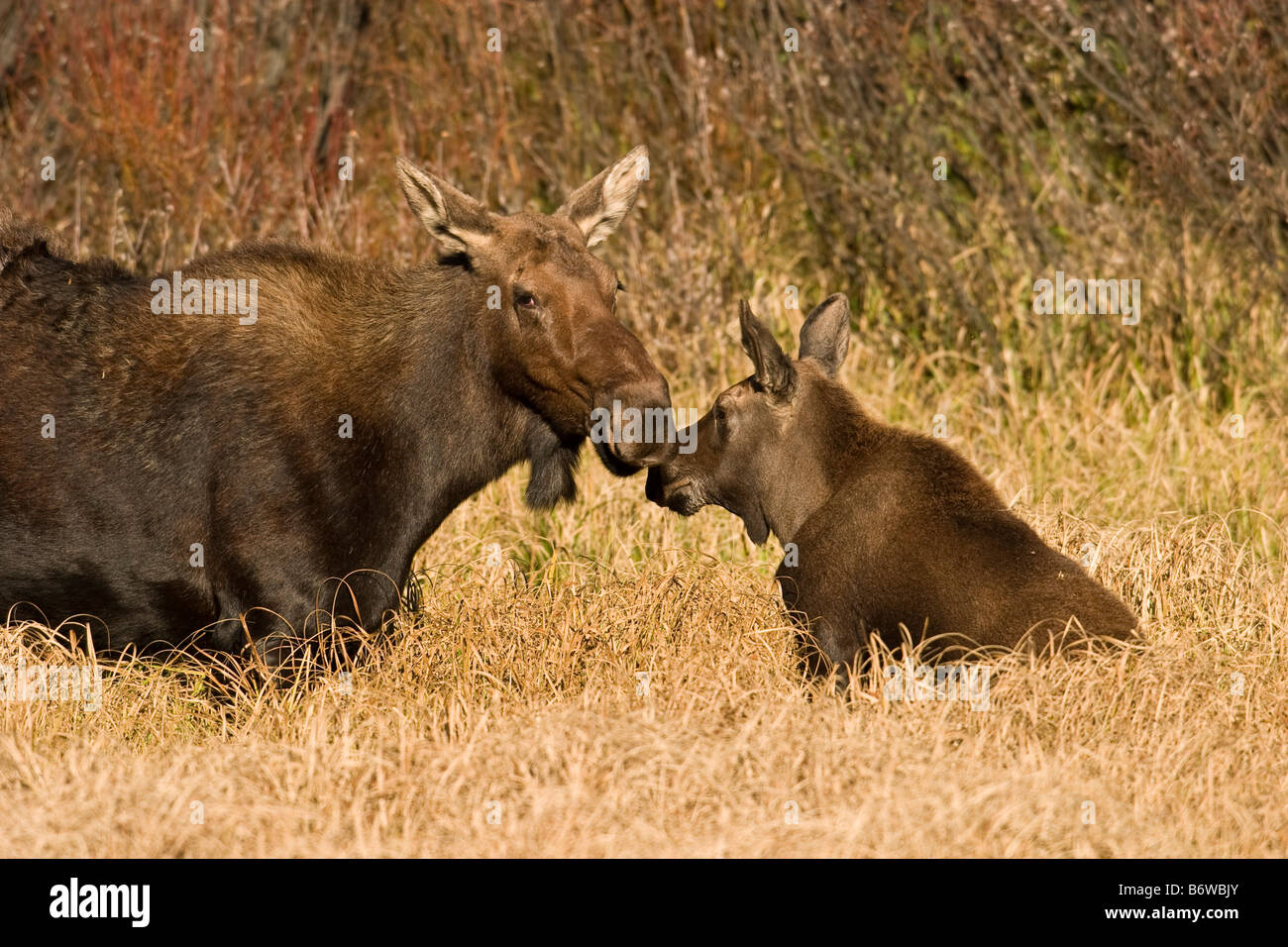 Moose yearling calf hi-res stock photography and images - Alamy