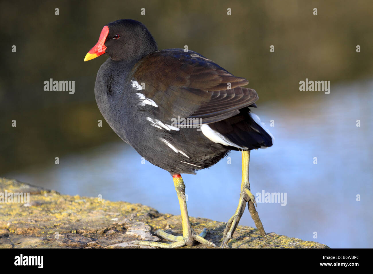 Moorhens hi-res stock photography and images - Alamy