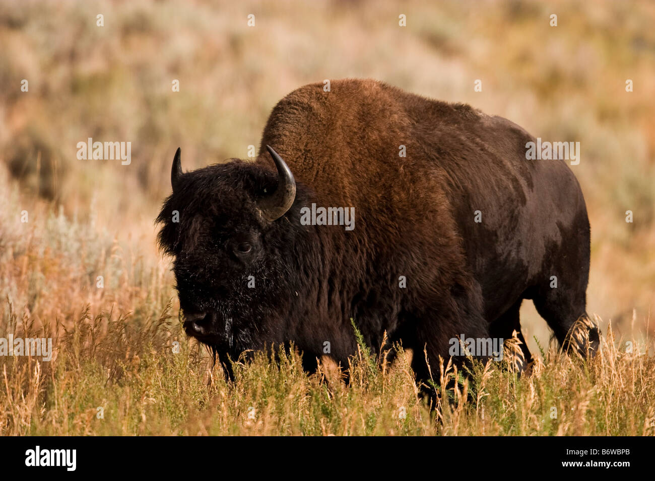 Bison, American Buffalo (Bison bison Stock Photo - Alamy