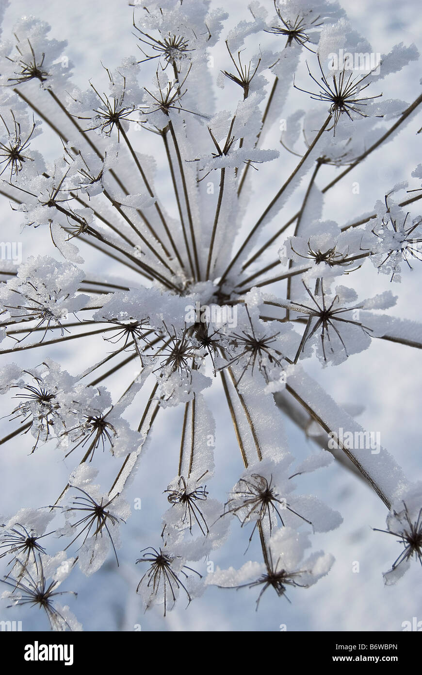 Snowflower hi-res stock photography and images - Alamy