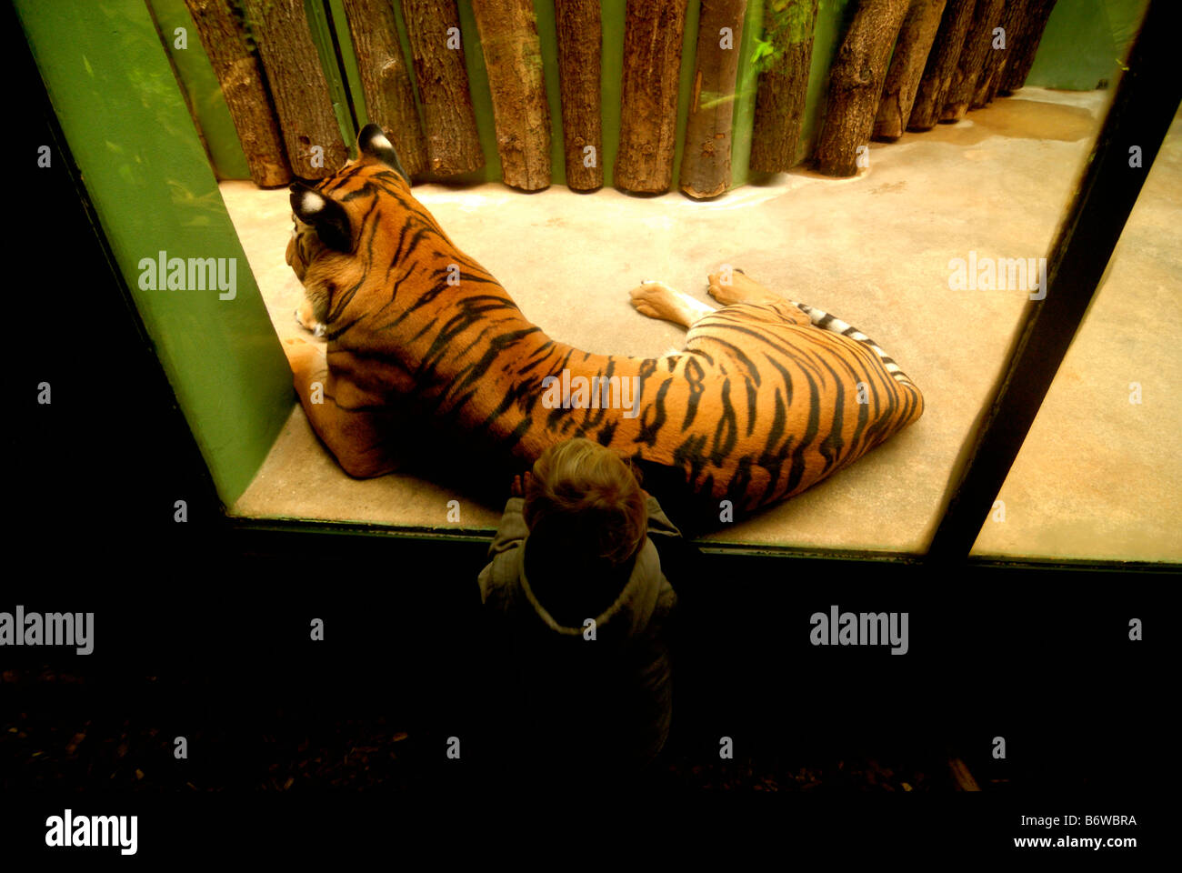 little child boy watching a tiger behind a glass wall ZOO Prague Czech ...